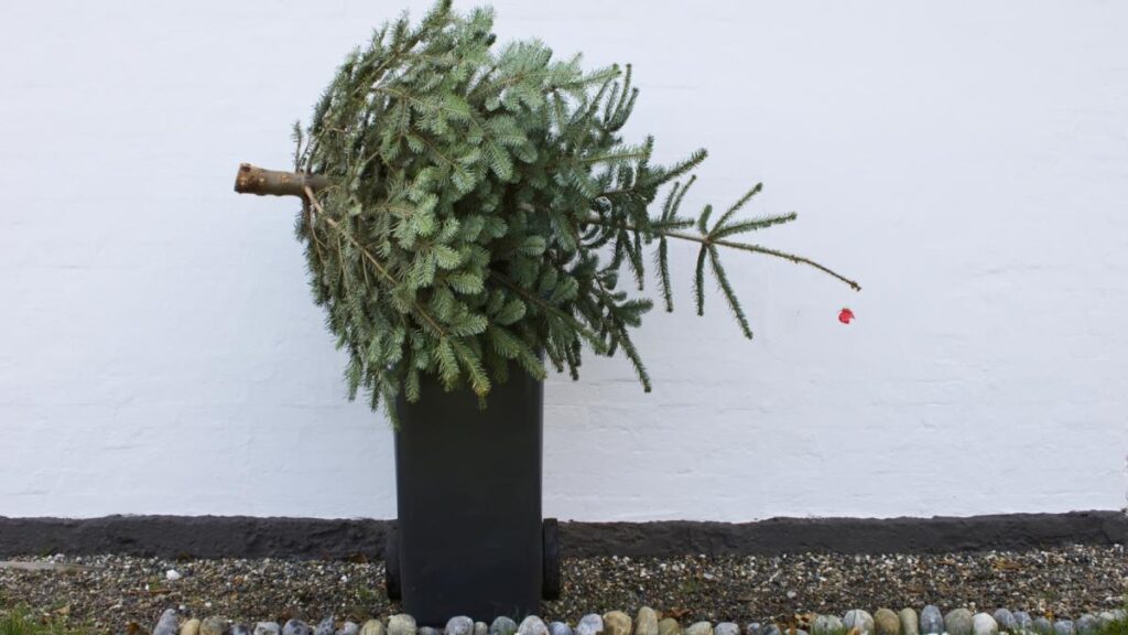 Când se deportează brazii la voi? - Lista lui Edelweiss